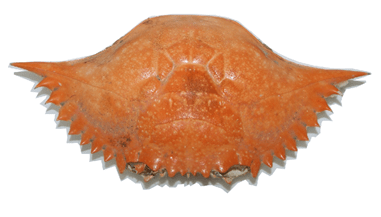 Carapacho de Jaiba - Pescadería Martínez Martelo